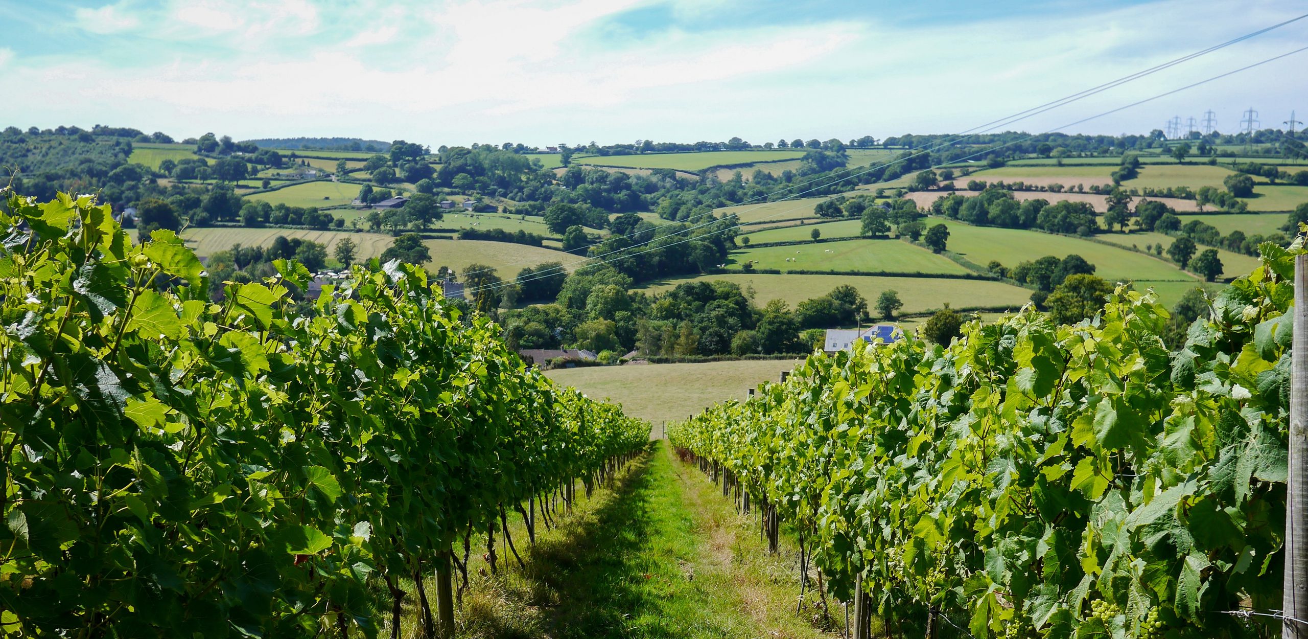 Home - Dalwood Vineyard